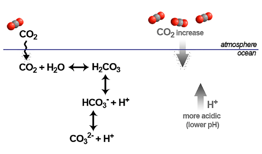 Oyster aquaculture effects on local acidification in estuaries – oceanbites