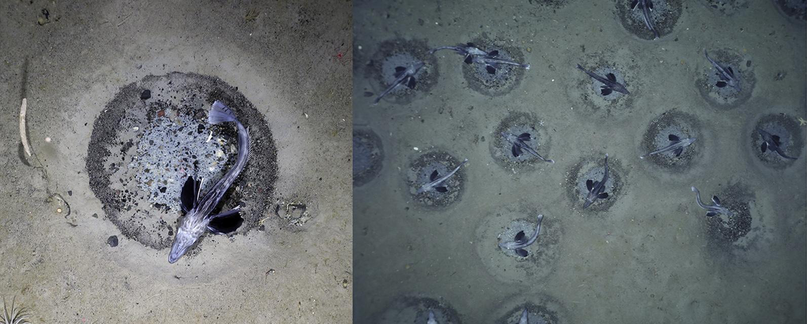 Deep sea daycare: largest fish nursery discovered in the Weddell Sea ...