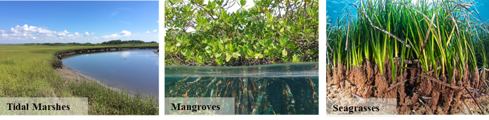 Feeling the COVID-19 blues: The future of Grenada’s blue carbon ...