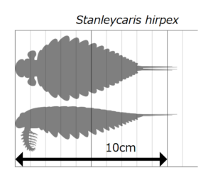 This is your brain on arthropod evolution – oceanbites