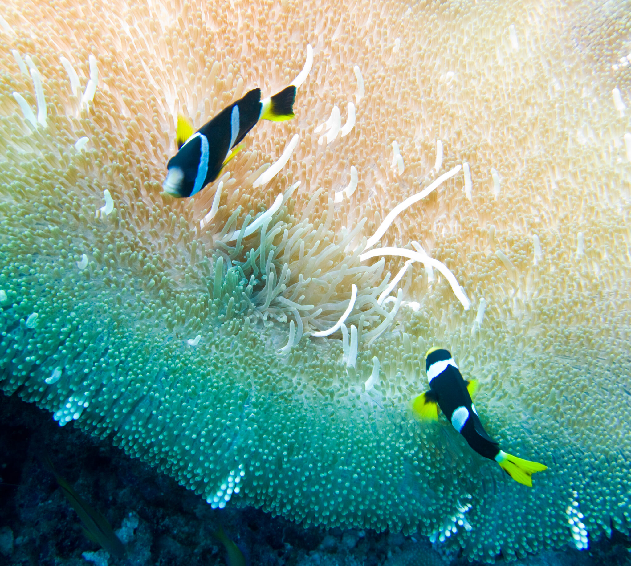 Nemo’s neighbours: anemonefish recognize other fish by their stripes ...