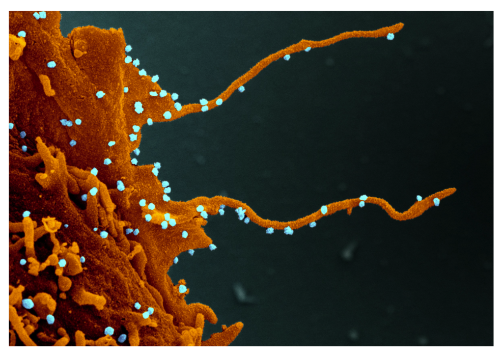 How can we manage marine diseases in the face of climate and ...