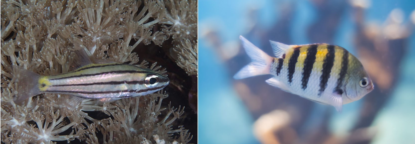 Nemo’s neighbours: anemonefish recognize other fish by their stripes ...
