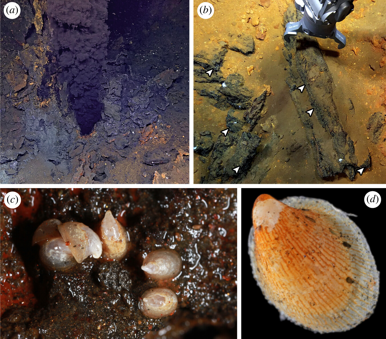 Lifestyles of the world’s extreme limpets – oceanbites
