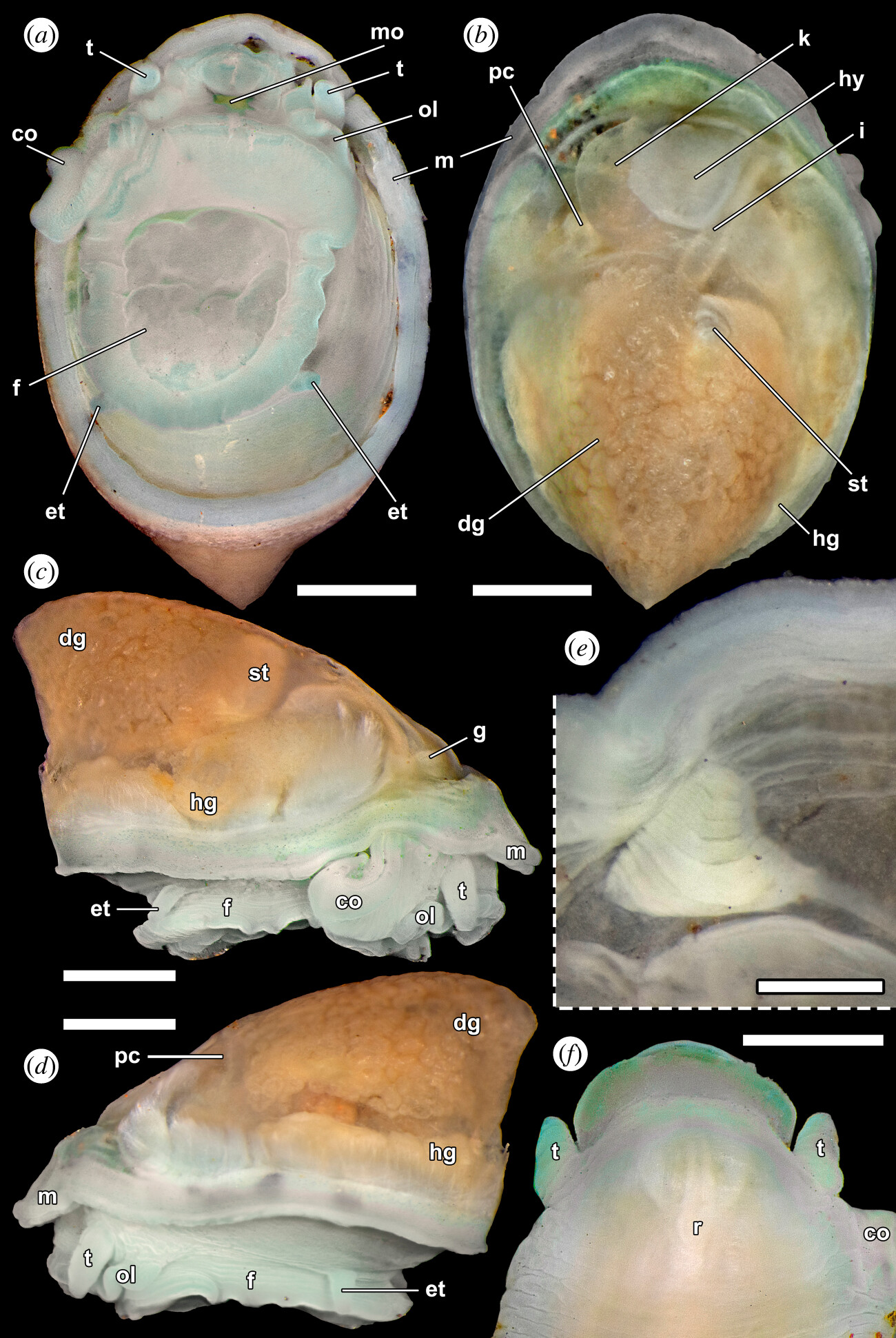 Lifestyles of the world’s extreme limpets – oceanbites