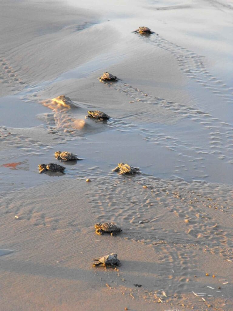 The secret lives of real baby turtles… and fake ones? – oceanbites