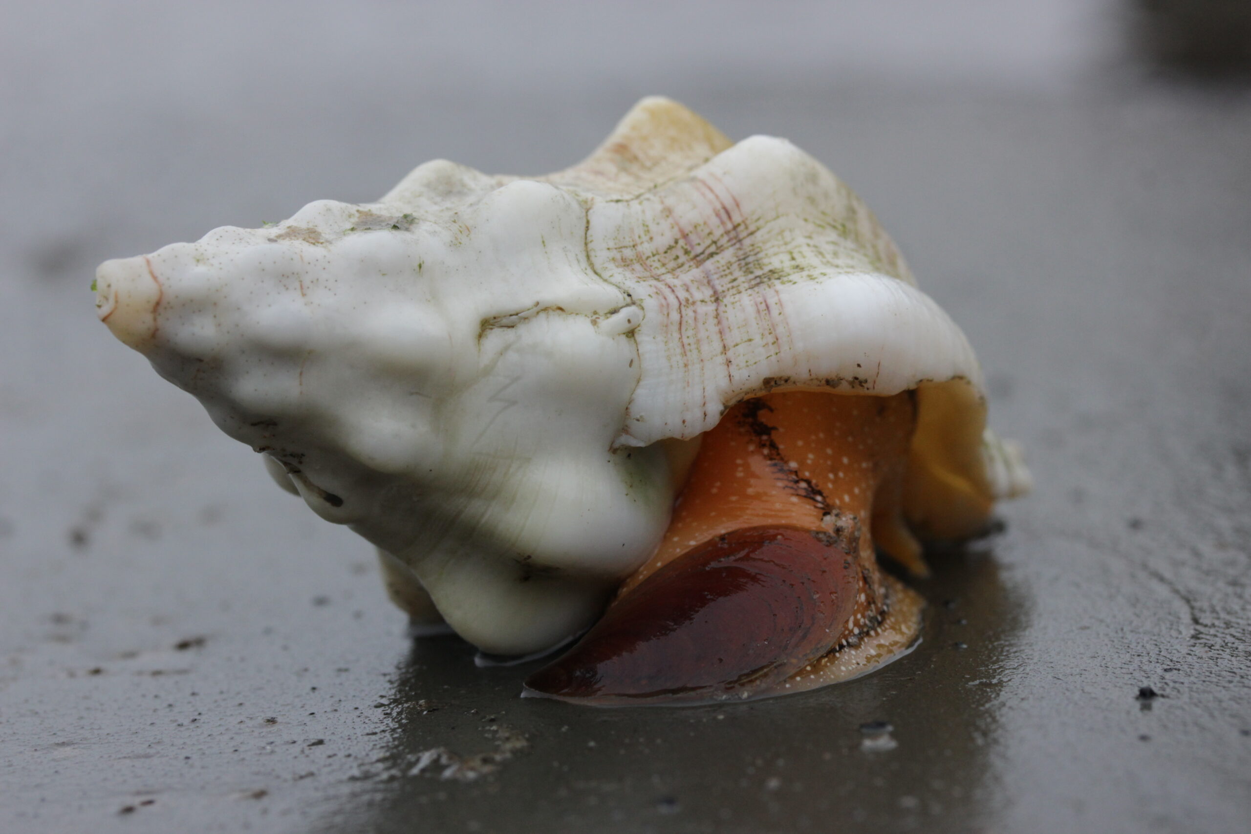 Larval thermal tolerance of a marine whelk is affected by marine heat ...
