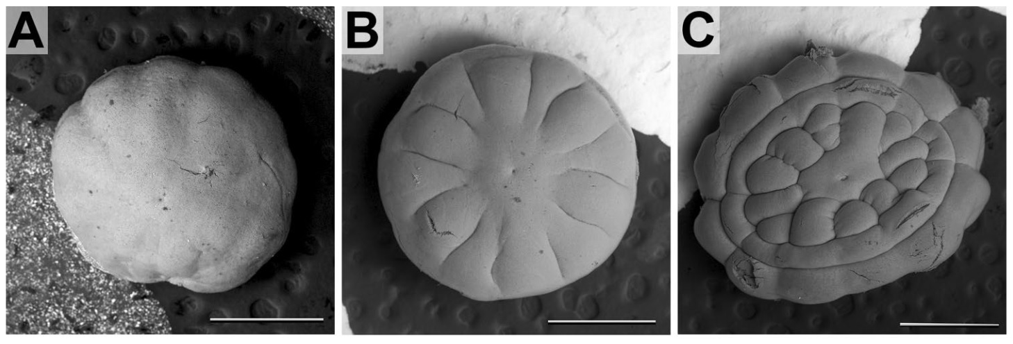 Striving to survive: cold water coral and warming seas – oceanbites