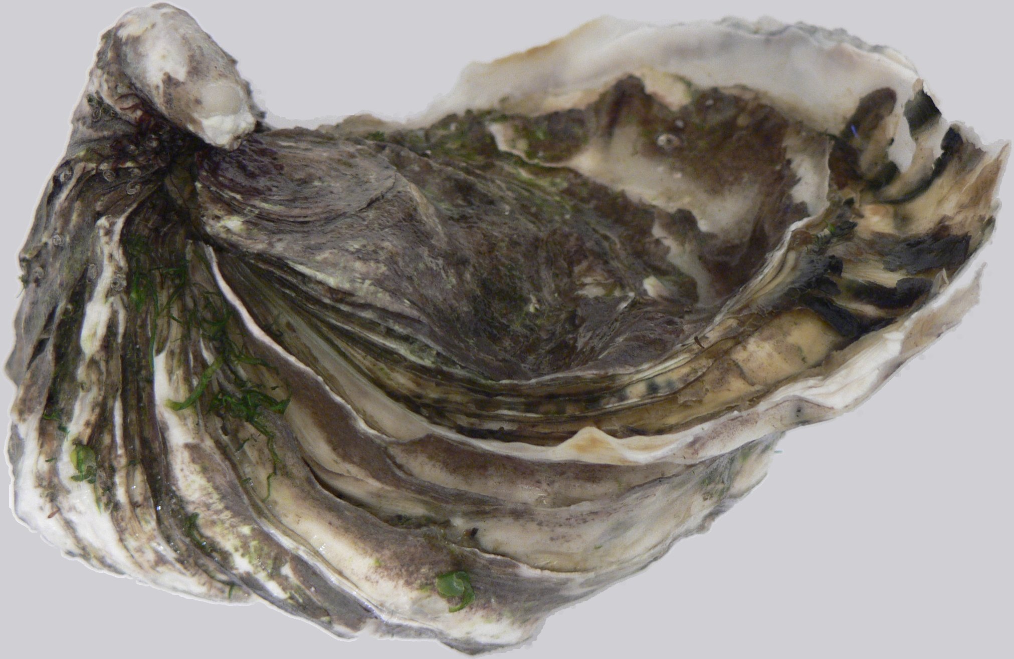 Oysters, bacteria, and parasites, oh my! – oceanbites