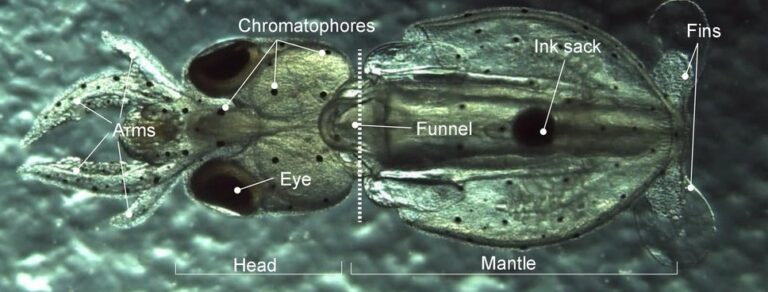 Exploring the cell types of the European squid – oceanbites