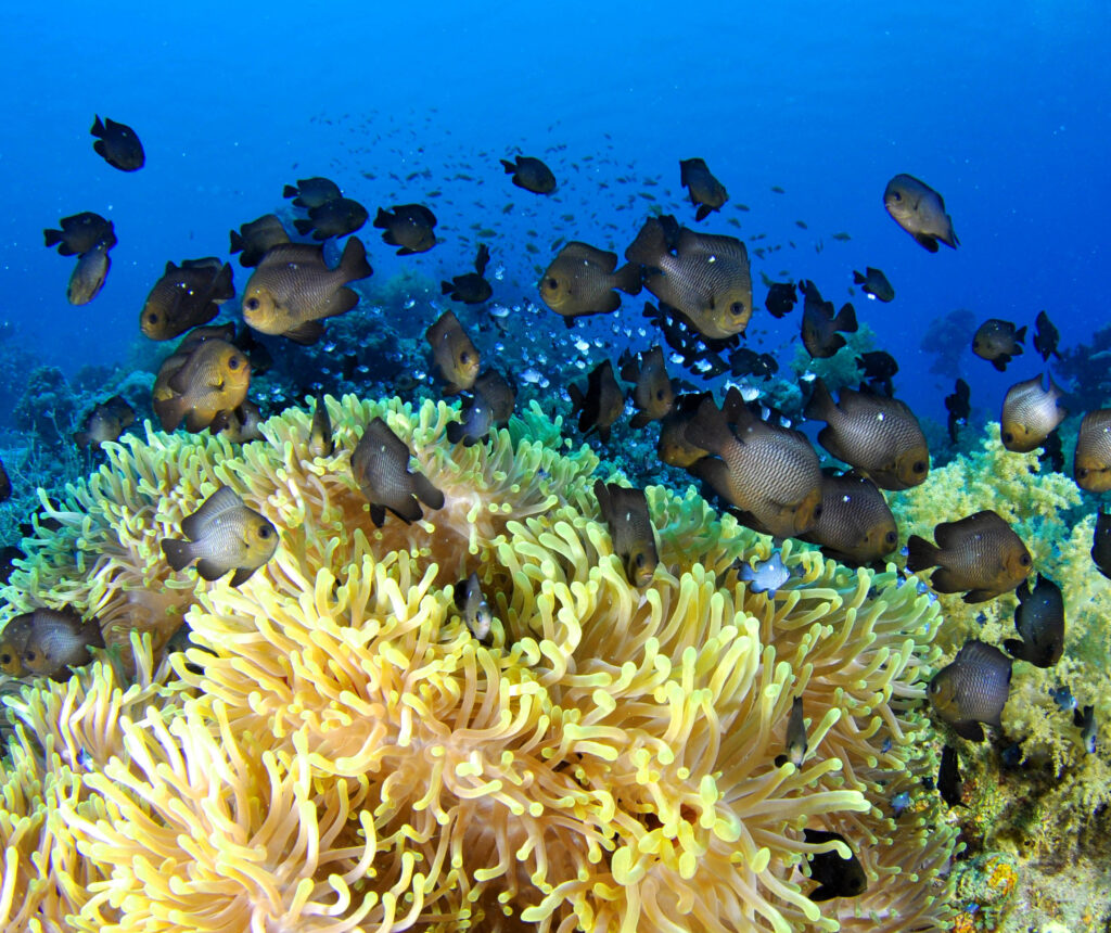 Home is where the color is: Anemonefishes prefer unbleached sea ...