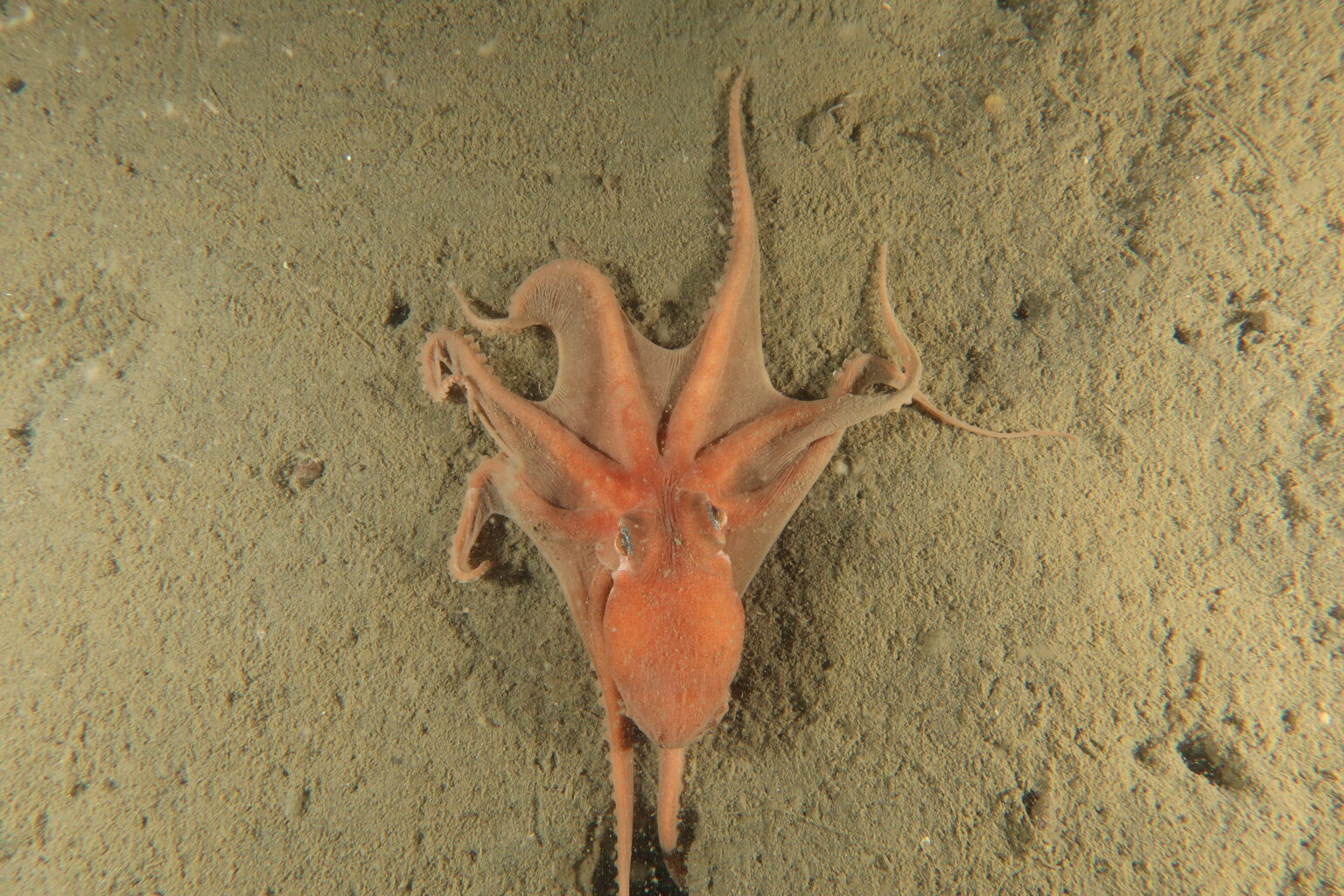 Deep Water Octopus vs Acid – oceanbites
