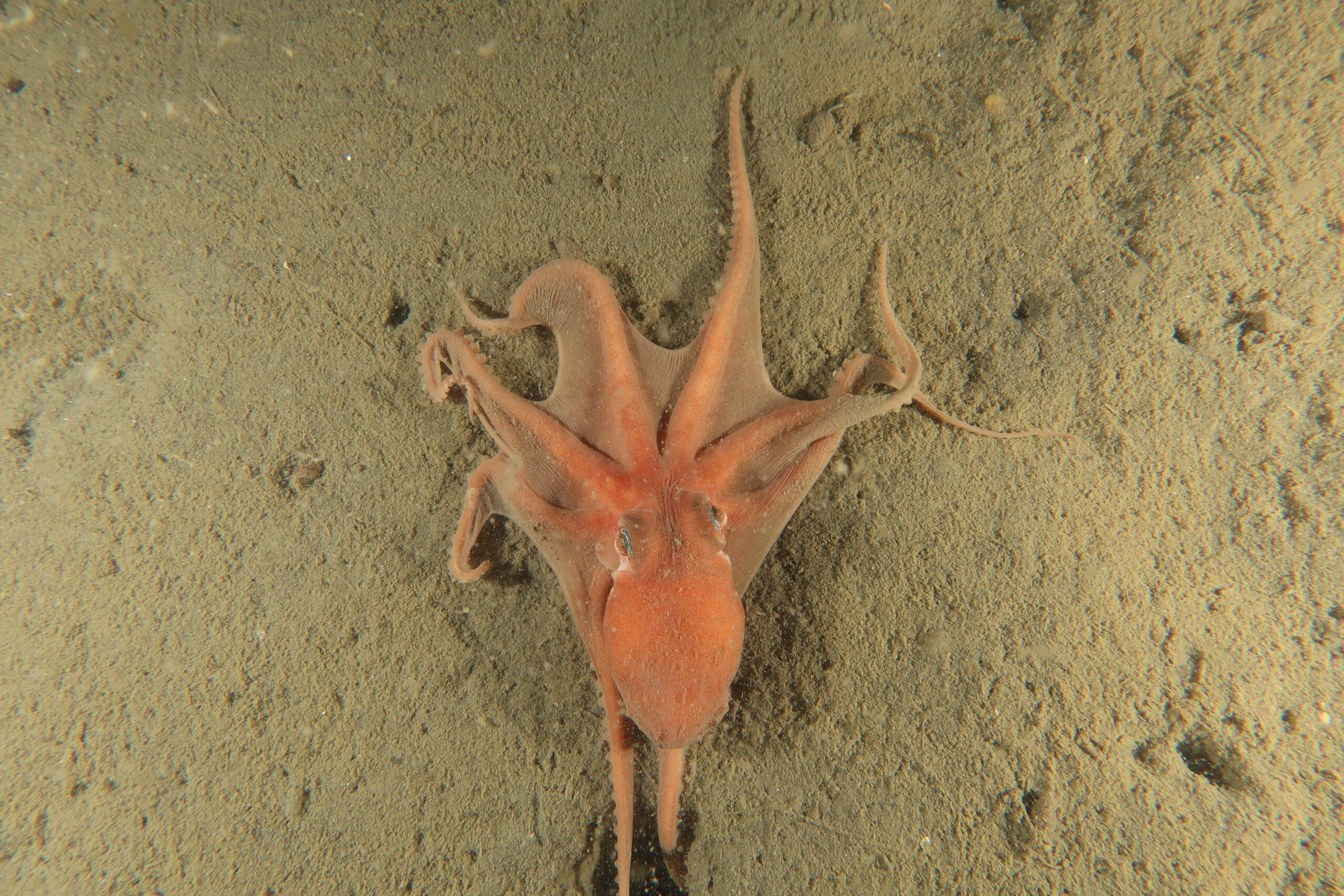 Deep Water Octopus vs Acid – oceanbites