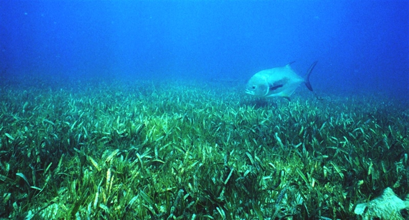 Are seagrasses our climate change superheroes? – oceanbites