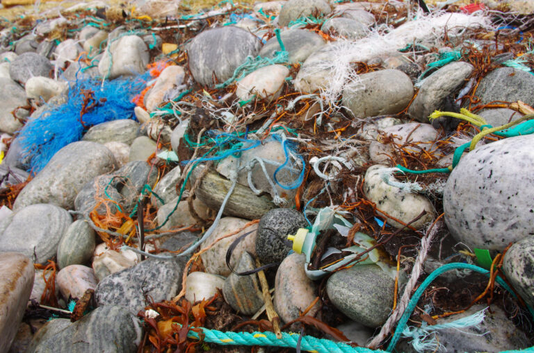 Microplastic, macro problem: Microplastics discovered in fishes from ...