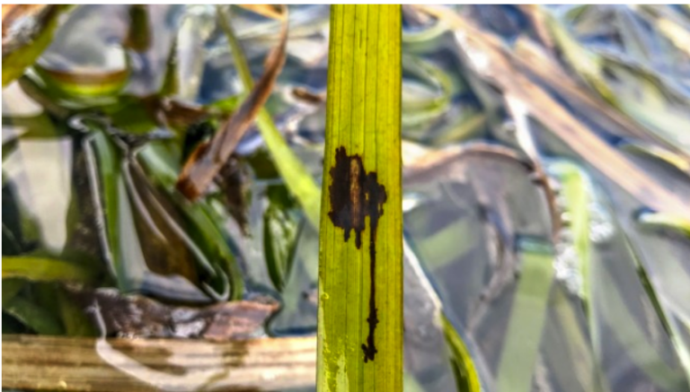 The deep, mysterious ocean: microbes beneath the ocean’s surface ...