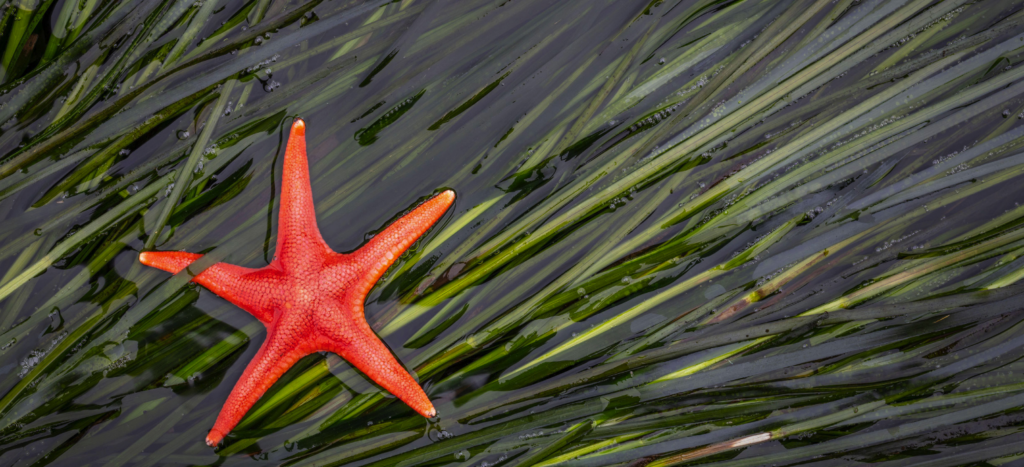 The deep, mysterious ocean: microbes beneath the ocean’s surface ...