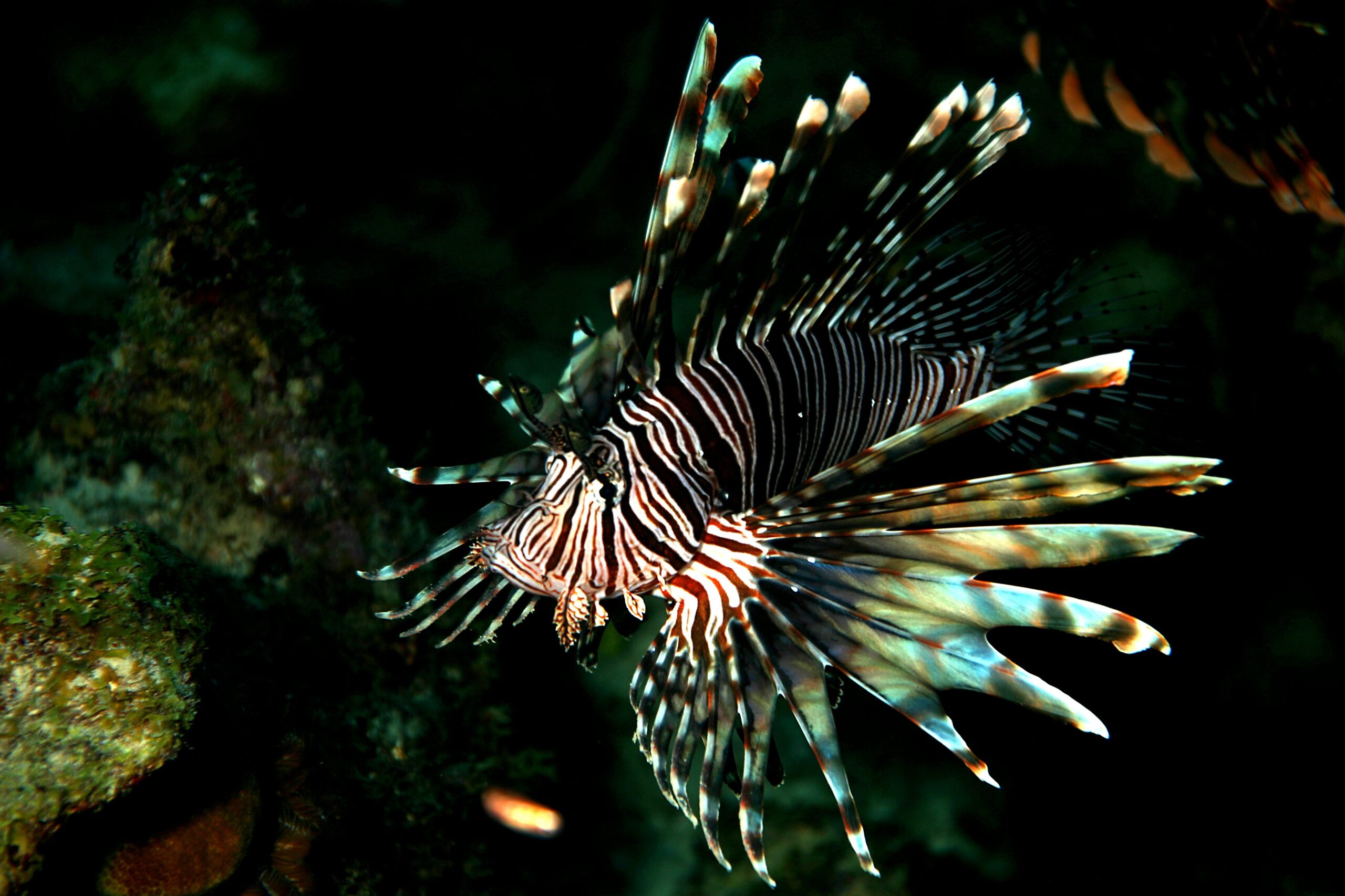 Invaders of the deep: Controlling mesophotic lionfish populations in ...