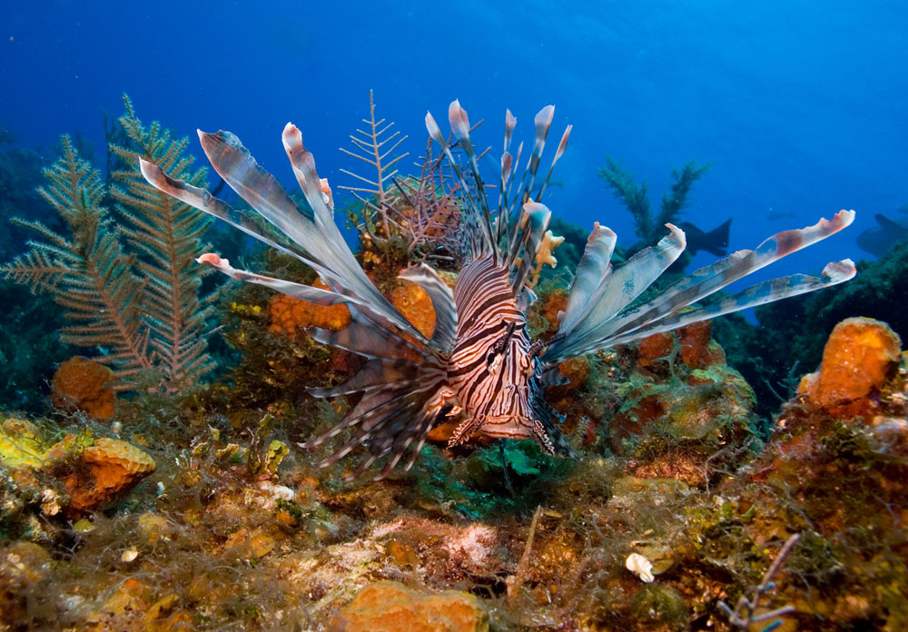Invaders of the deep: Controlling mesophotic lionfish populations in ...