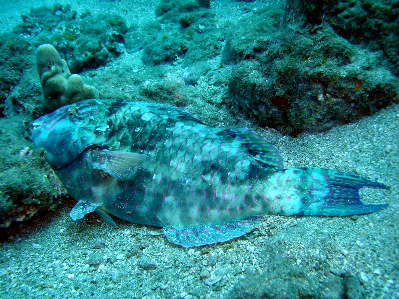 Researchers watched a ton of parrotfish in their sleep to uncover ...