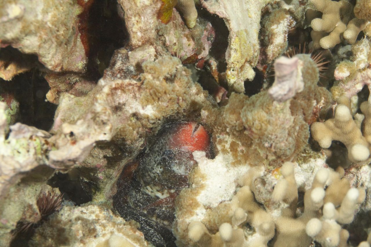 Researchers watched a ton of parrotfish in their sleep to uncover ...