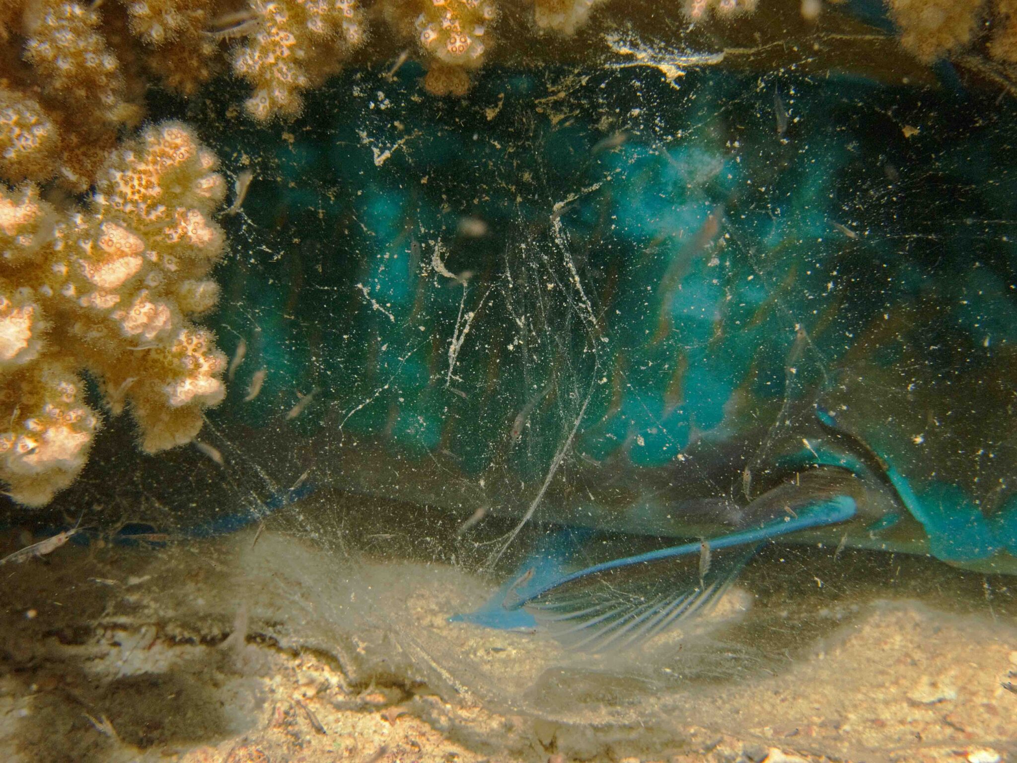 Researchers watched a ton of parrotfish in their sleep to uncover ...