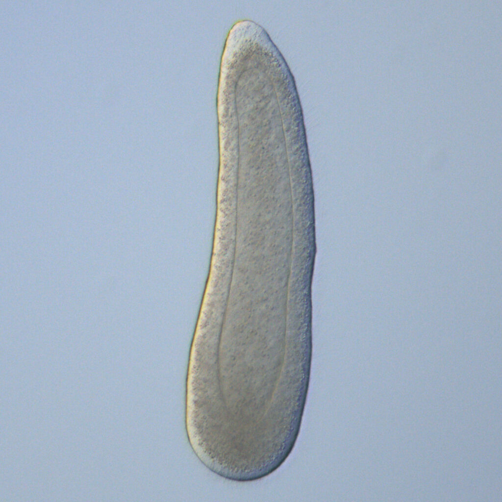 Invertebrate larvae use many different senses to choose their habitat ...