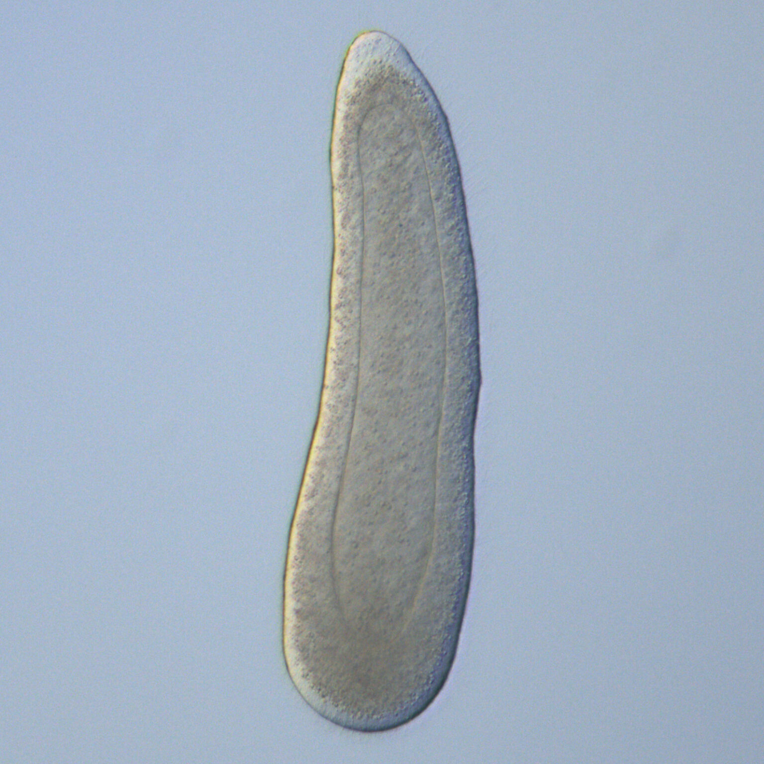 Invertebrate larvae use many different senses to choose their habitat ...