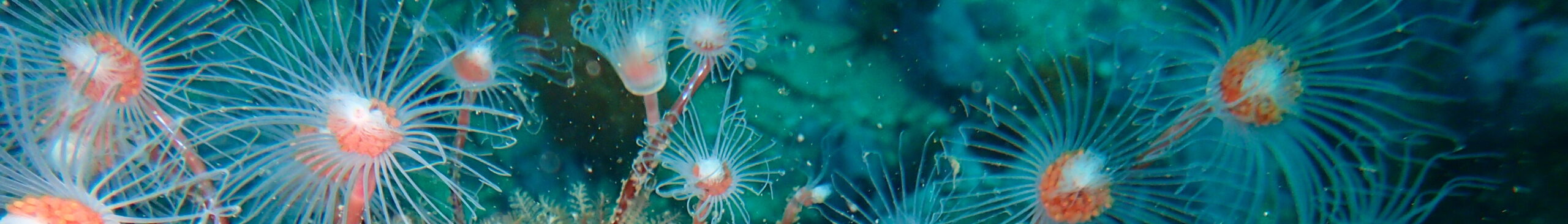 Invertebrate larvae use many different senses to choose their habitat ...