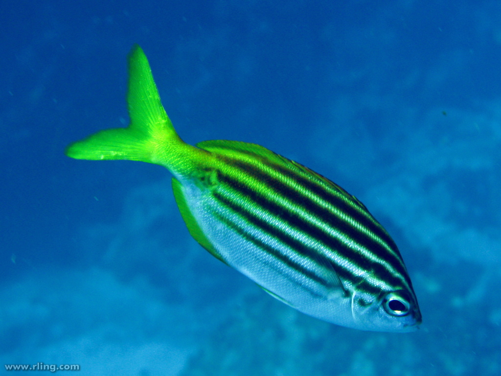 Tropical fish moving to colder regions are affected by projected ...