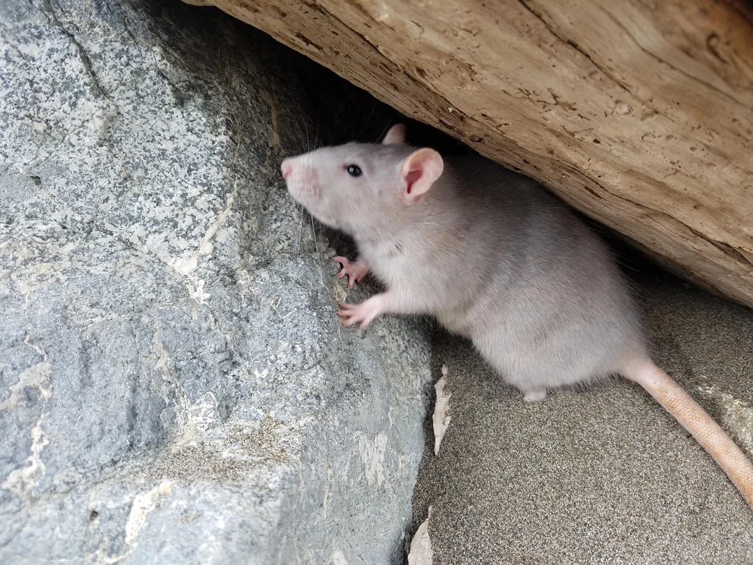 Rat infestations: how rats affect the ocean – oceanbites