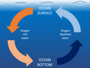 Baby Sharks in Hot Water: How Water Deoxygenation is Negatively ...