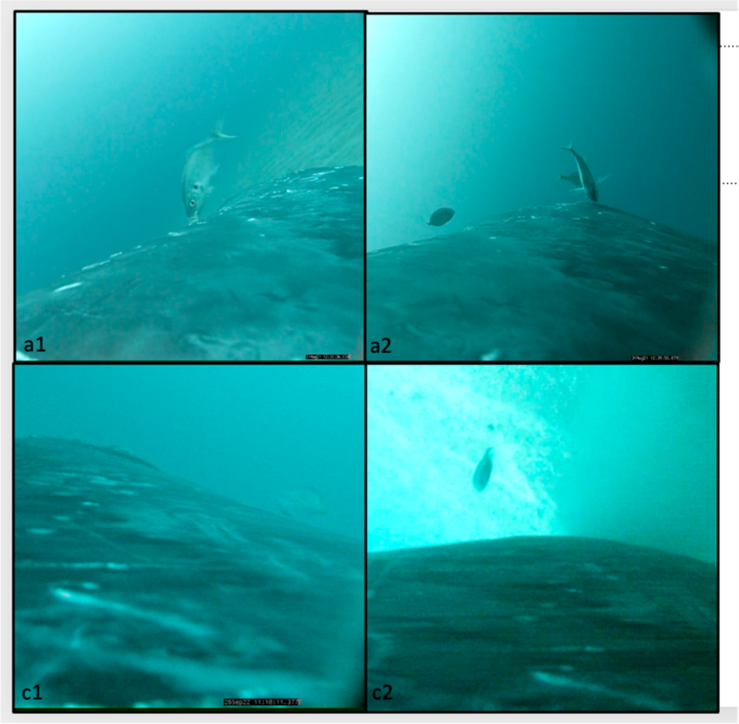 Crikey! “Aussie” humpback whales take a pit stop at the Gold Coast Spa ...