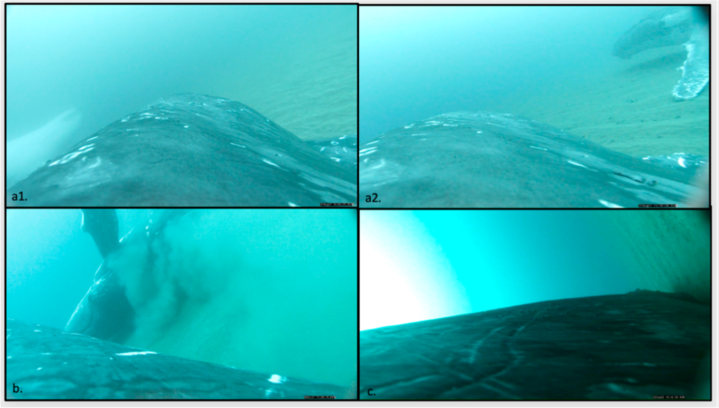 Crikey! “Aussie” humpback whales take a pit stop at the Gold Coast Spa ...