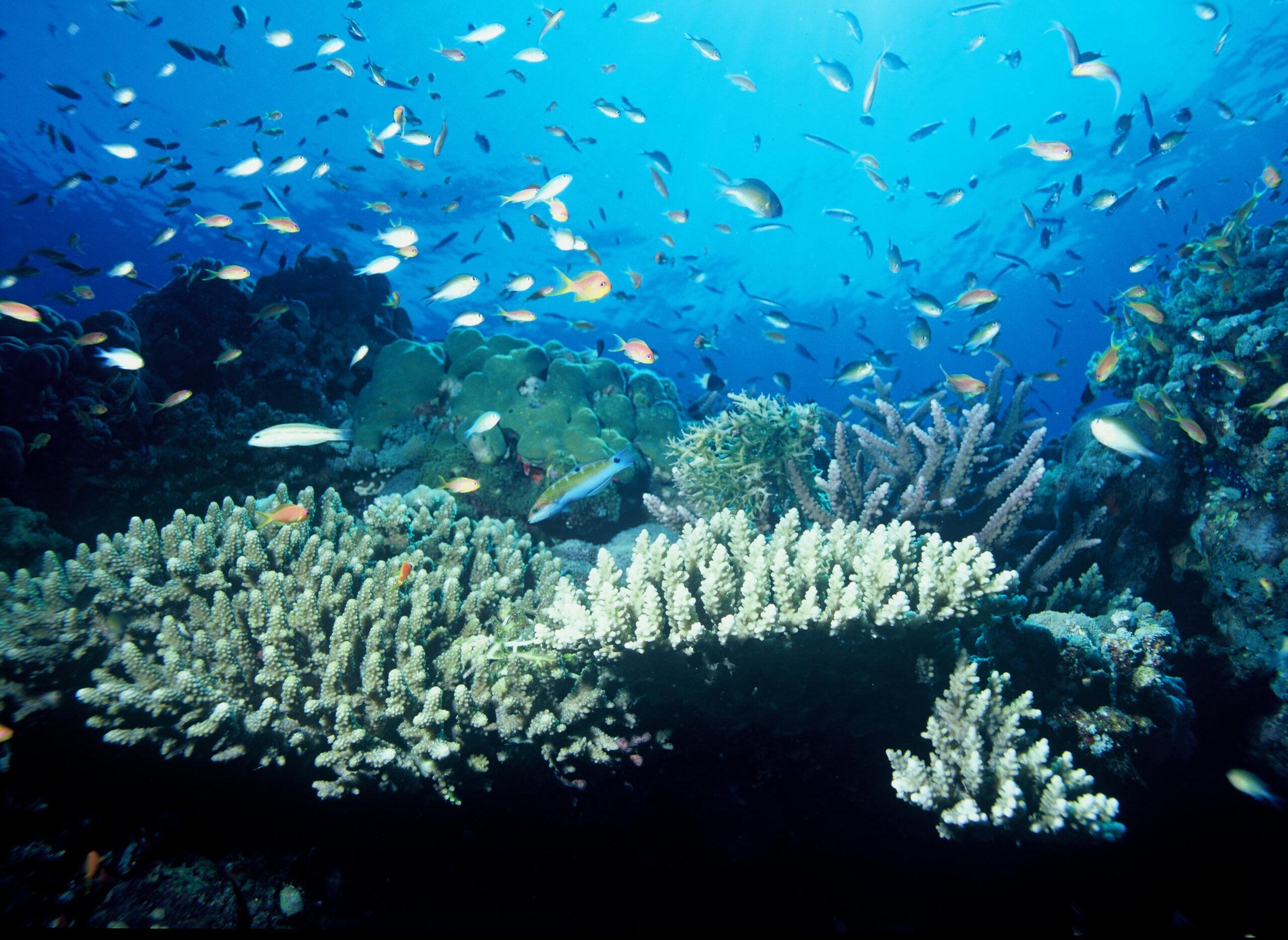 A new coral family tree – oceanbites