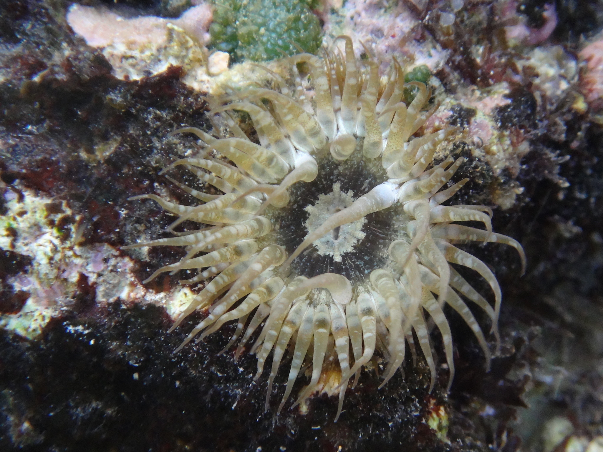 How do sea anemones control their stings? – oceanbites
