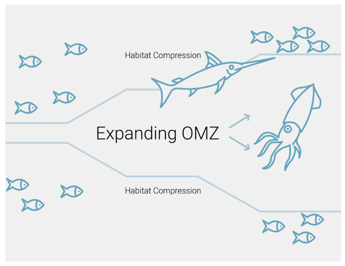 Plenty of Fish in the OMZ – oceanbites