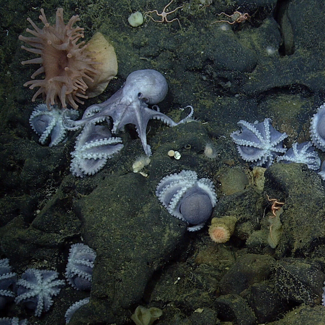 An Octopus’ Garden In the Abyssal Plane – oceanbites