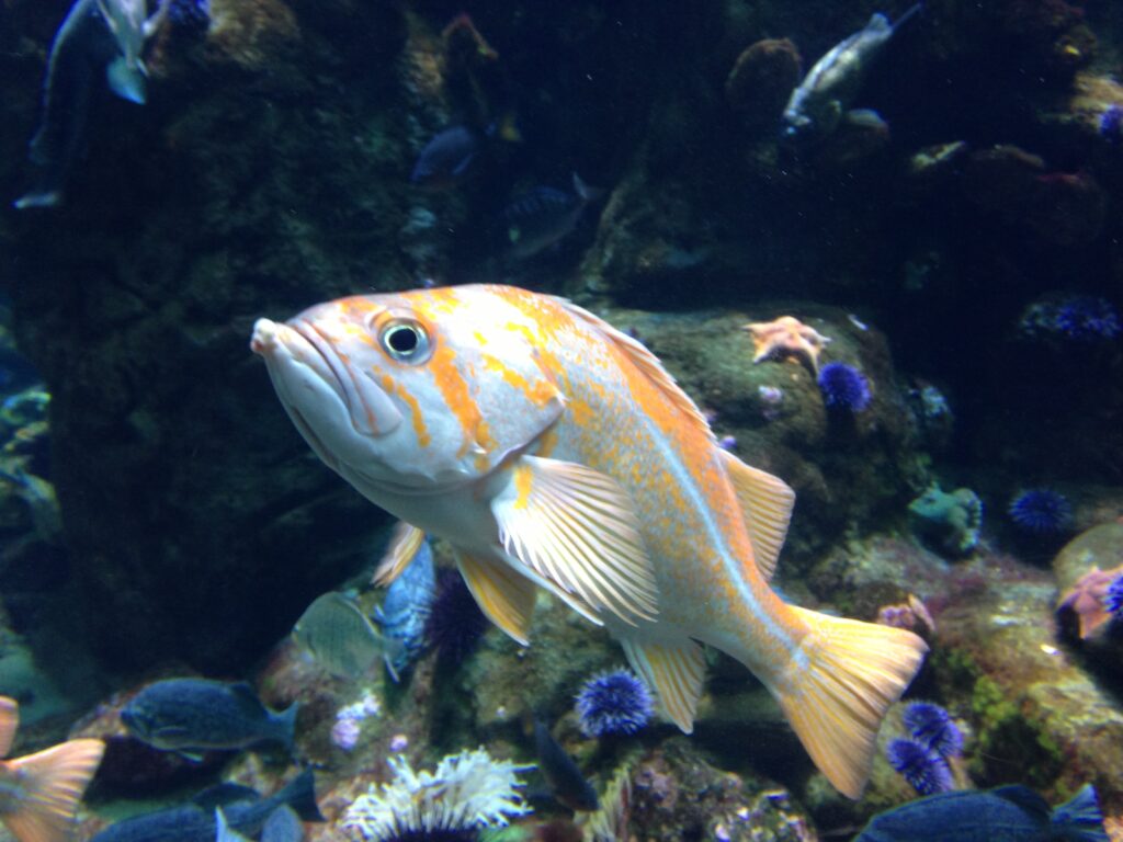 Beyond X and Y: Fish have different methods of sex determination ...