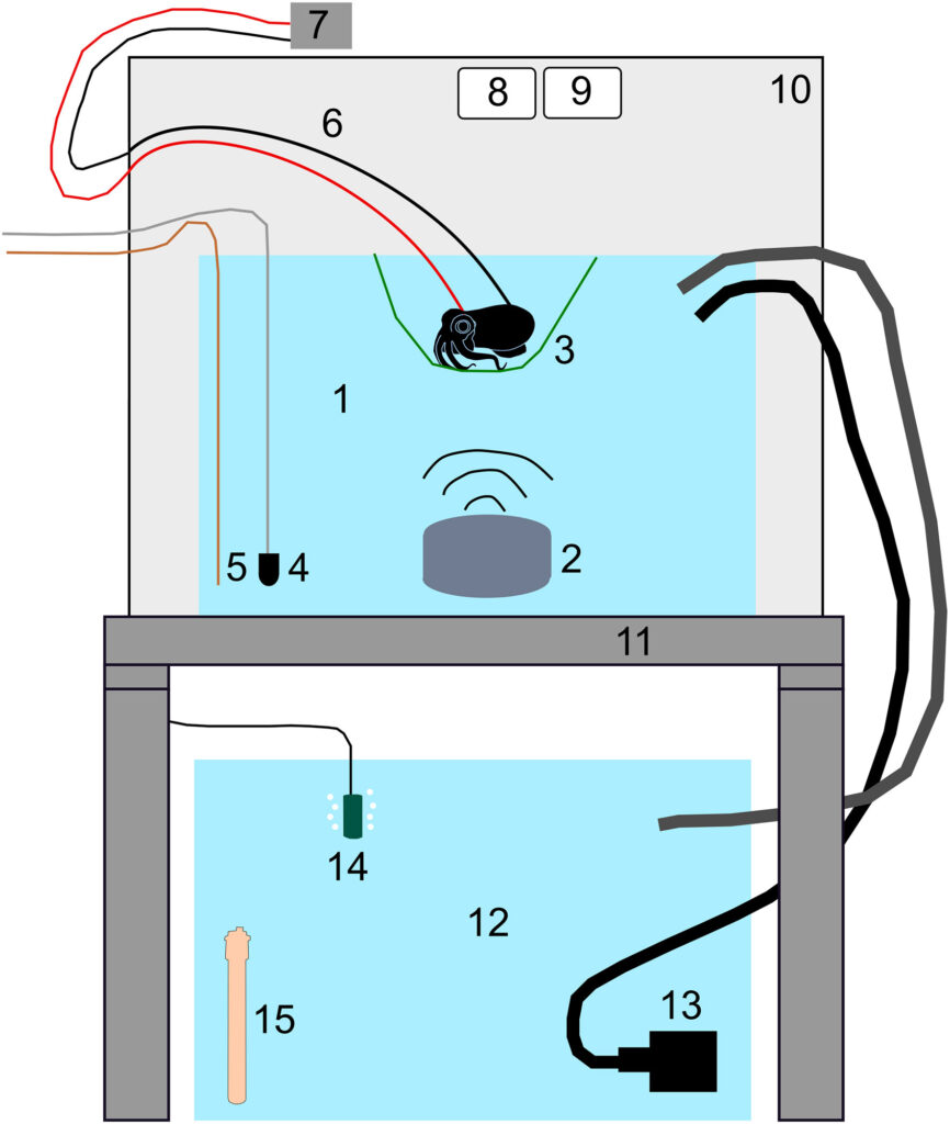 Ocean Commotion and Hearing Loss in Bobtail Squid – oceanbites