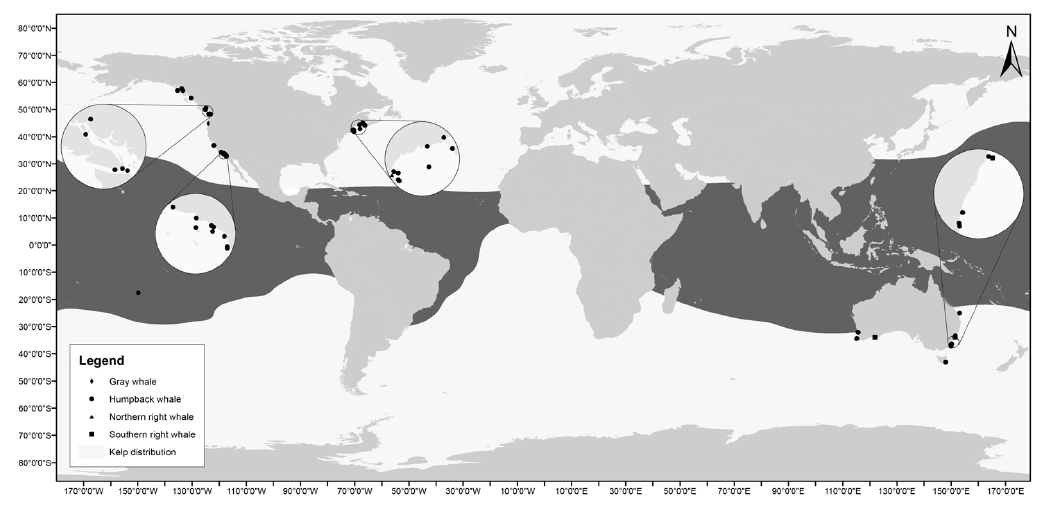 G-day, mate! Up for some seaweed footy? – oceanbites
