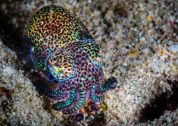 Ocean Commotion and Hearing Loss in Bobtail Squid – oceanbites