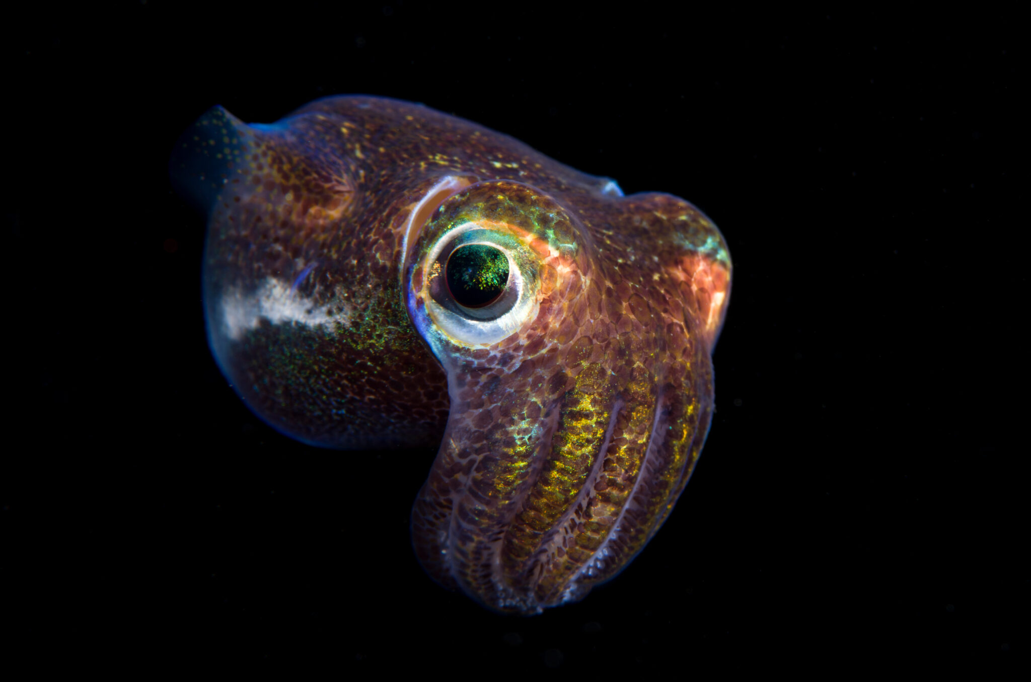 Ocean Commotion and Hearing Loss in Bobtail Squid – oceanbites