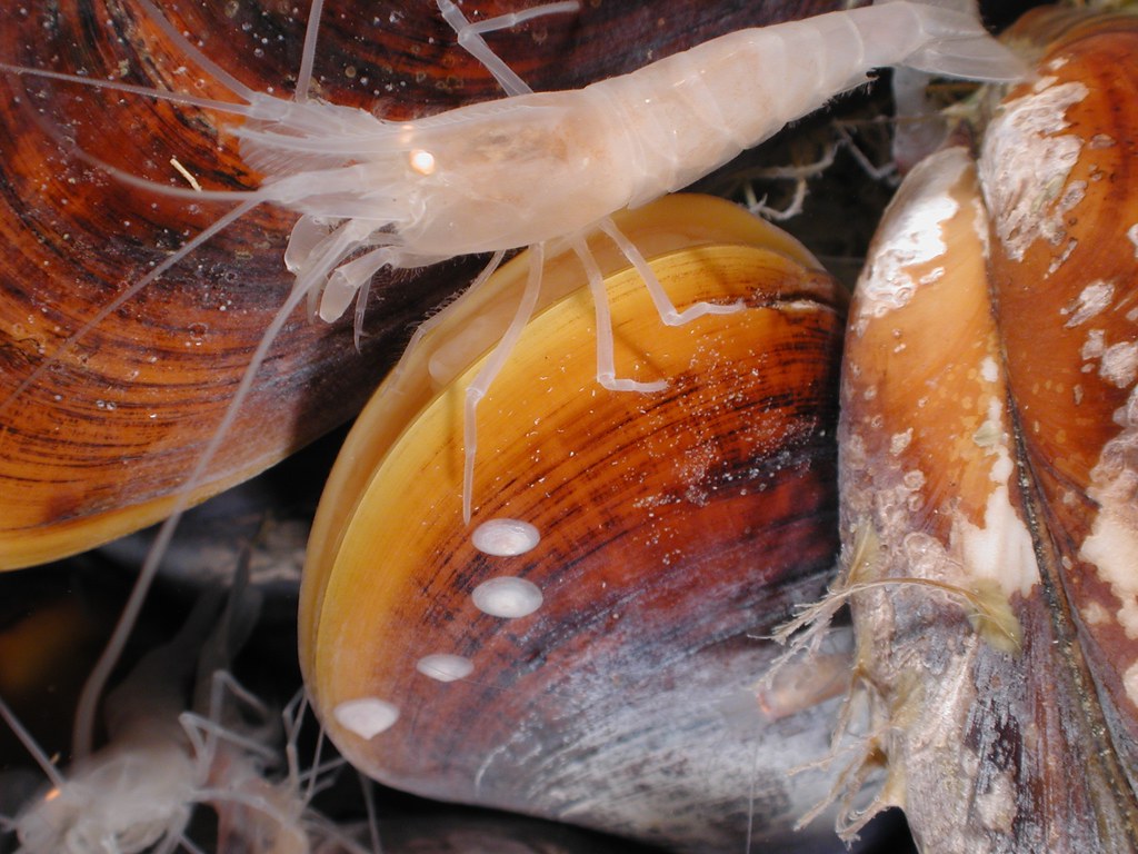 Seascapes of the Deep Sea – oceanbites