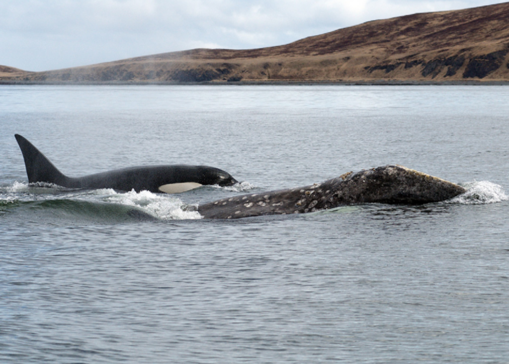 Where there’s a (Gray) whale, there’s an Orca – oceanbites