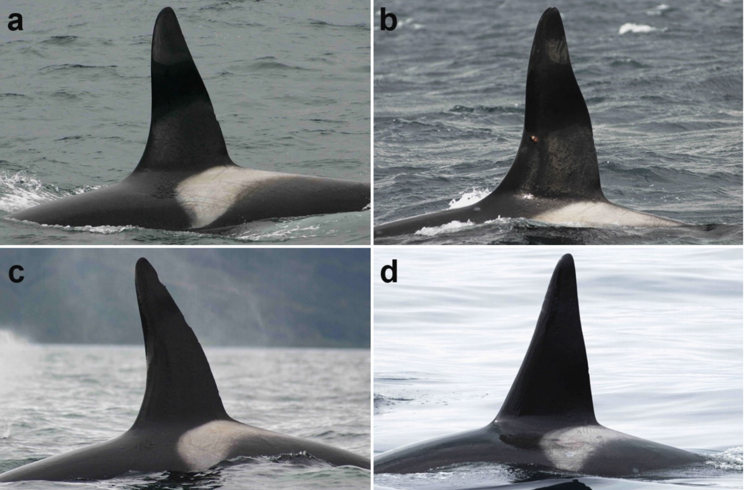 Where there’s a (Gray) whale, there’s an Orca – oceanbites