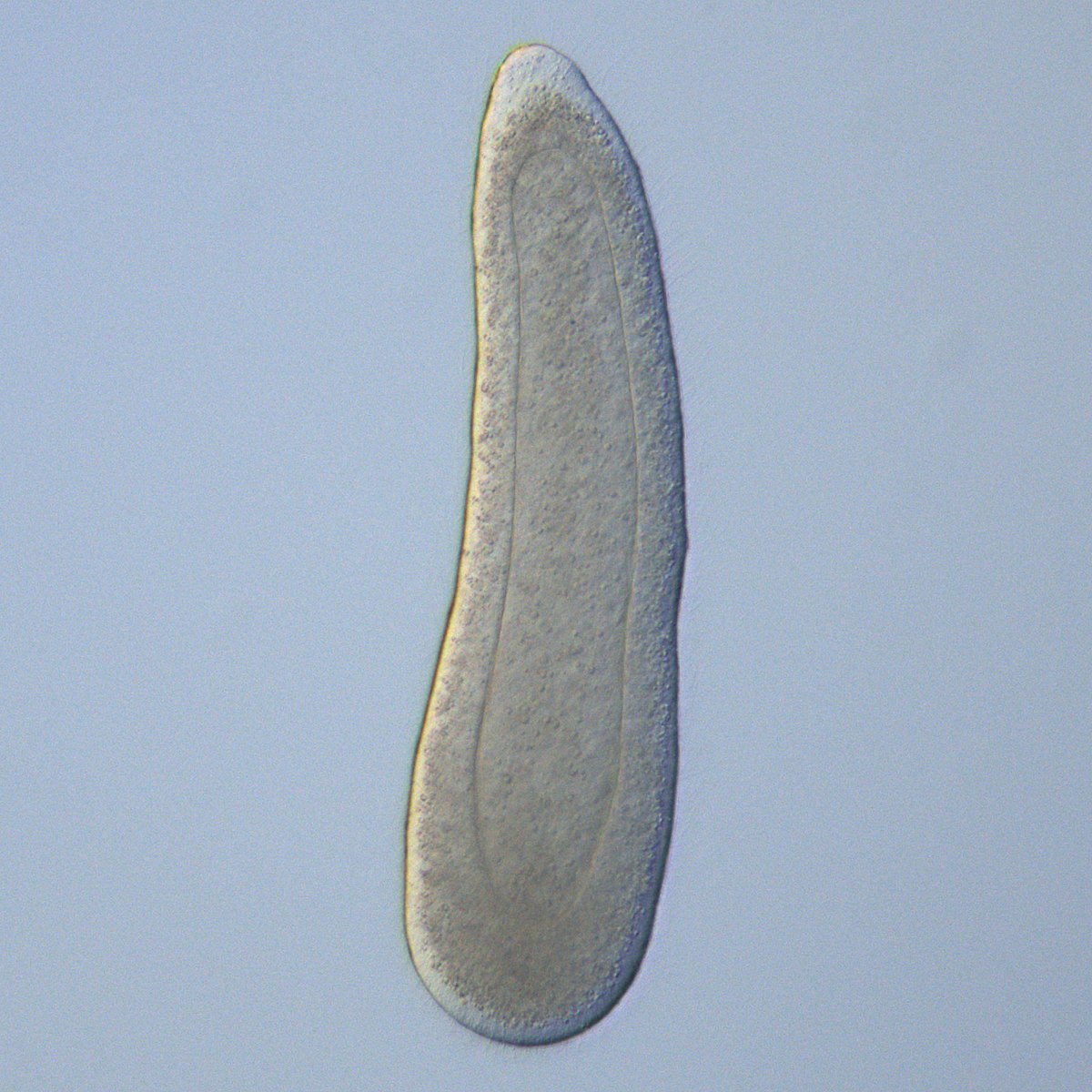 A larval marvel – oceanbites