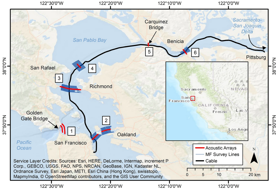 Misdirected Migration? Green Sturgeon navigation of San Francisco Bay ...