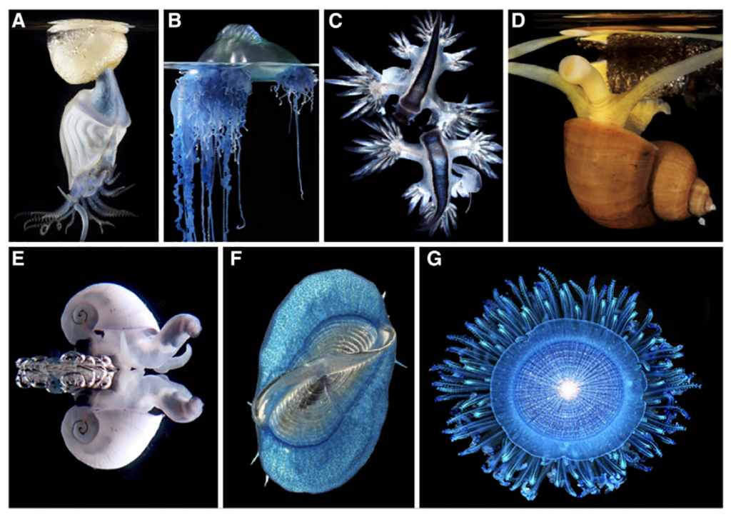 Started From the Bottom… – oceanbites