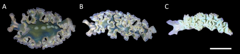 Solar-powered Sea Slugs – oceanbites